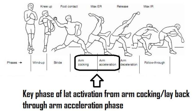 Latissimus Tears: The Newest Injury for Throwing Athletes (Part I ...